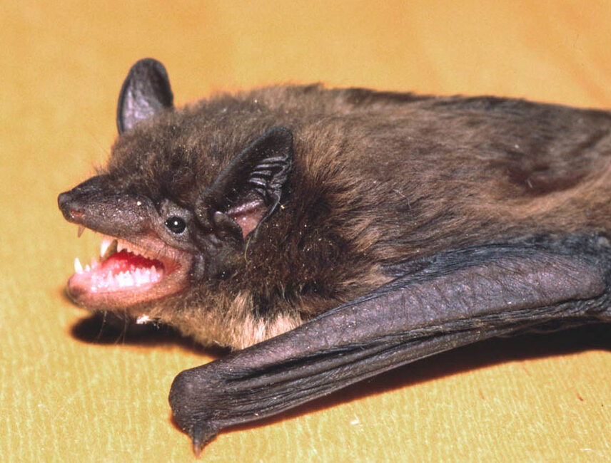 30 worst animals to keep as pets