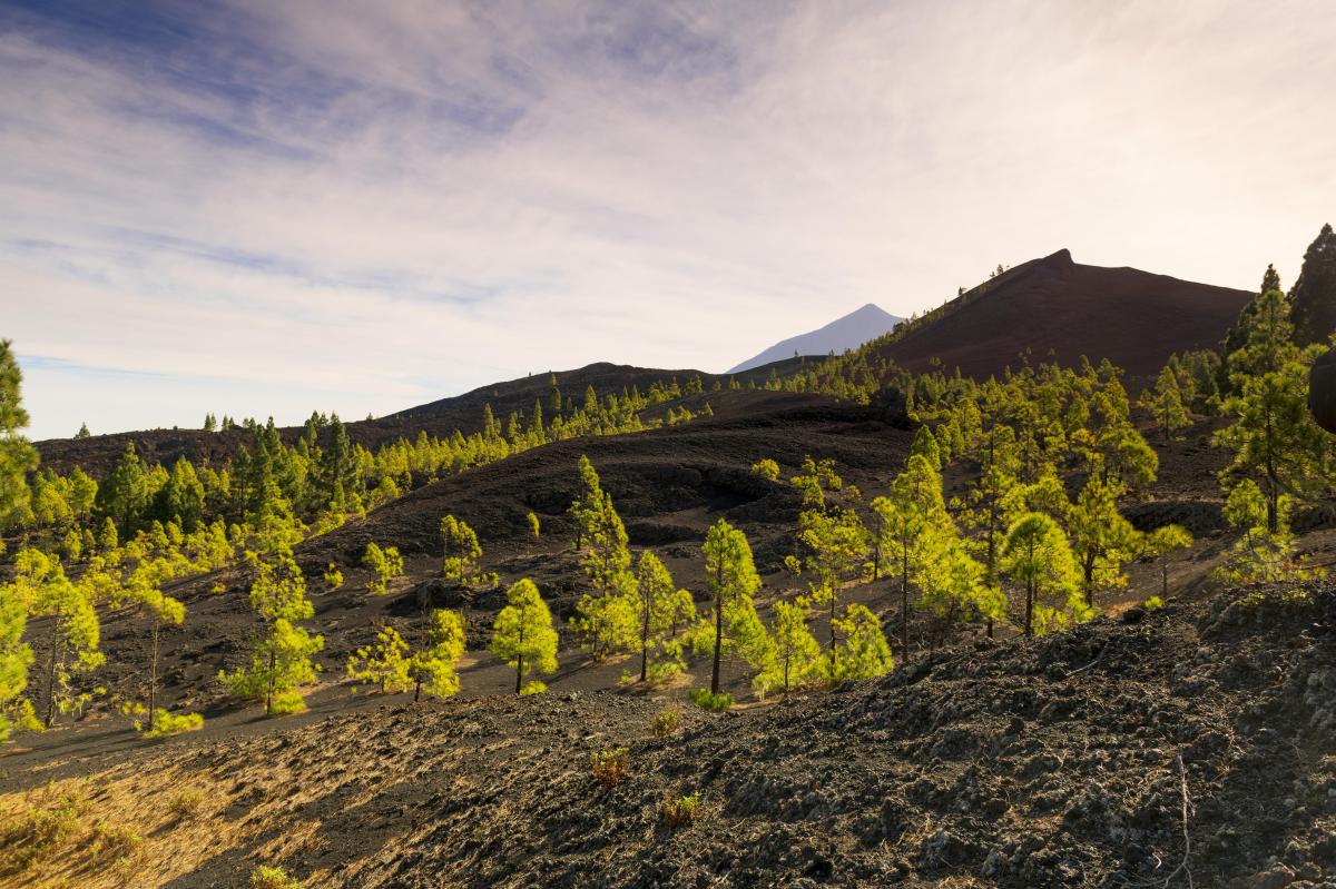 Den Teide immer im Blick: Der Norden Teneriffas überzeugt mit einer ...