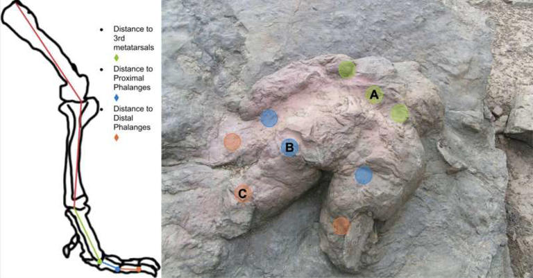 The T rex didn’t stomp its feet. It walked like a 9-ton ballerina