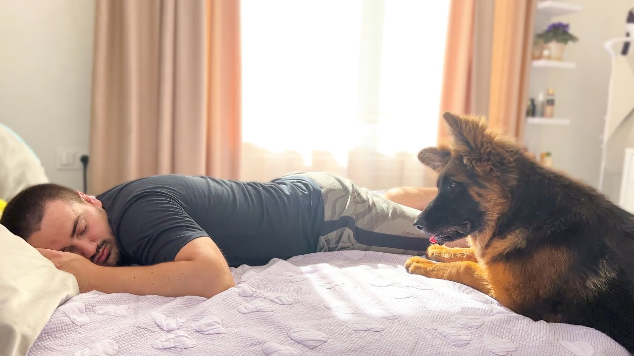 German shepherd puppy decides my sleep is over