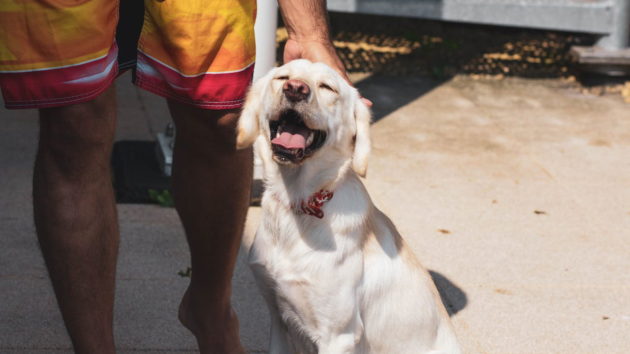 15 dog breeds that are calm at home and intense outside