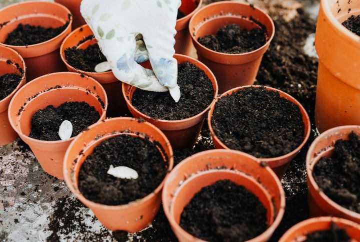 10 container gardening tips for growing healthy cucumbers