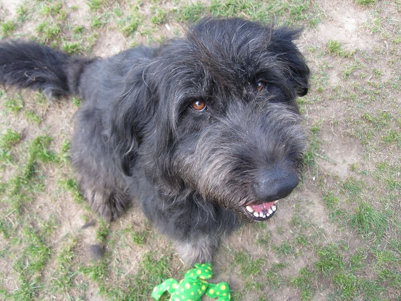 15 breeds that seem serious outside but goofy at home with their people