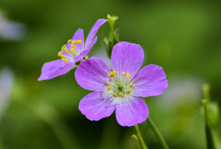 10 stunning plants to transform the shady spots in your garden
