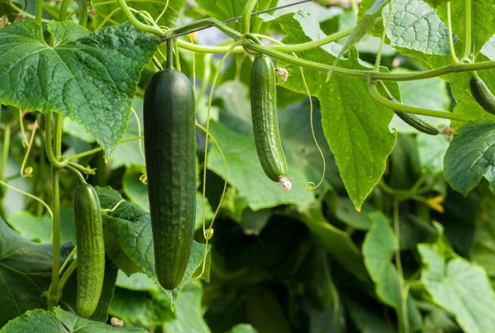 10 container gardening tips for growing healthy cucumbers
