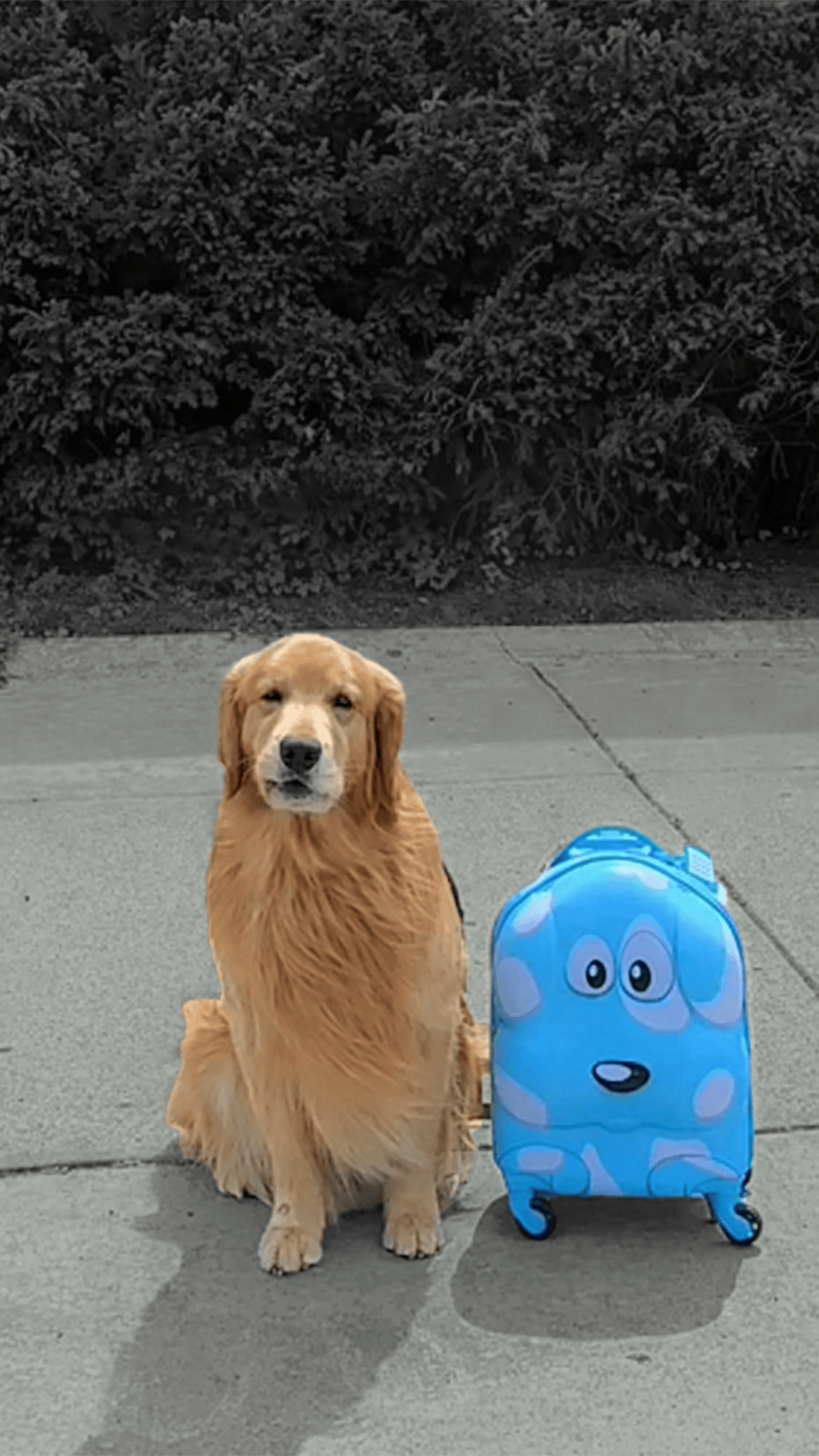 Golden retriever plans a getaway