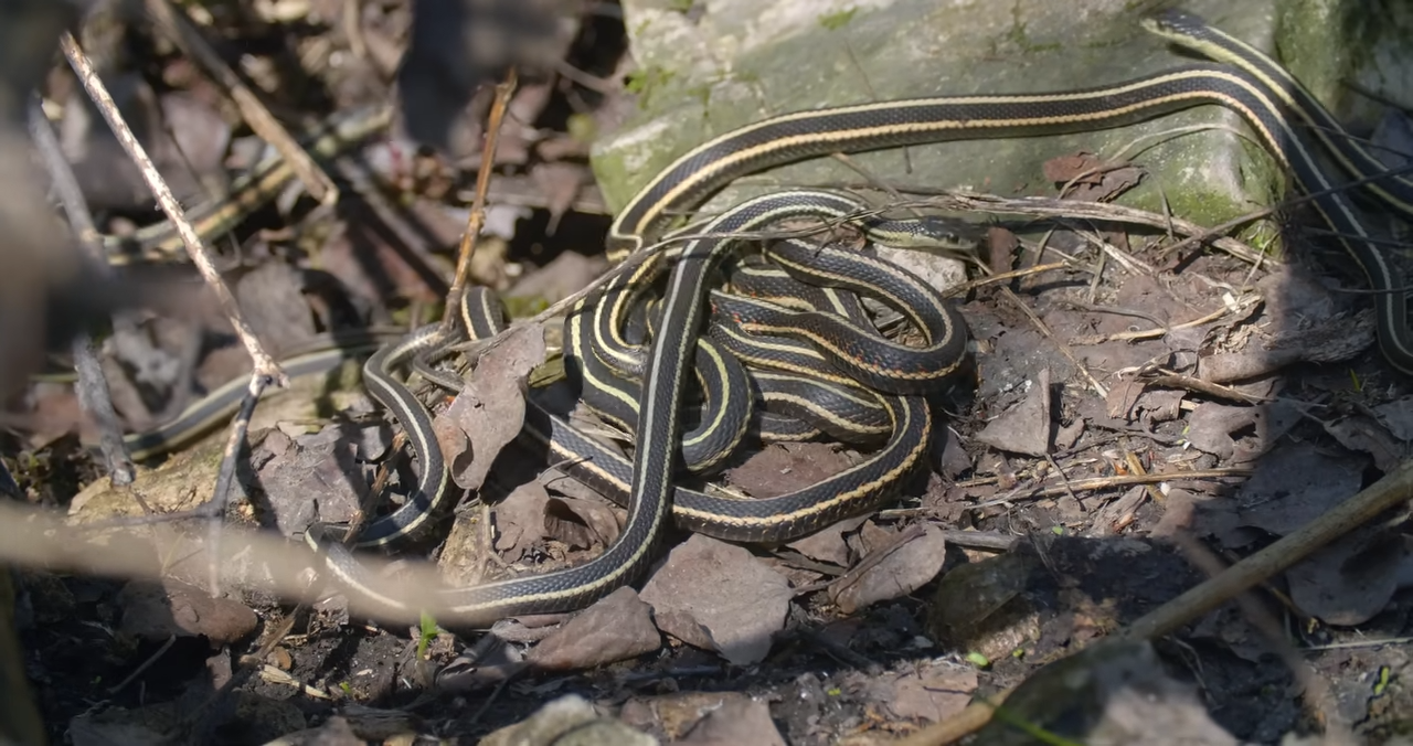 Watch what happens when 75,000 venomous snakes gather in a single pit