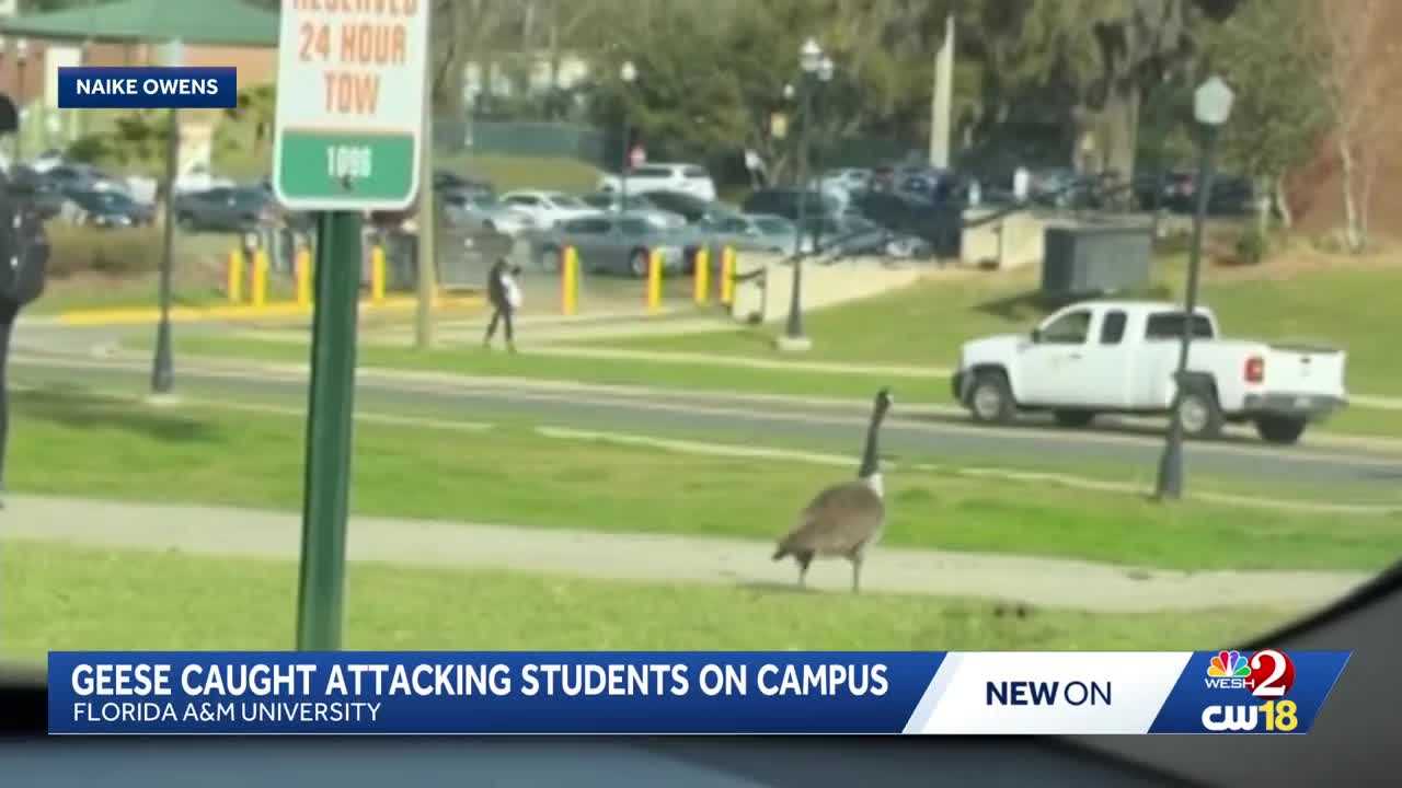 Watch: Aggressive goose chases, attacks students on Florida campus