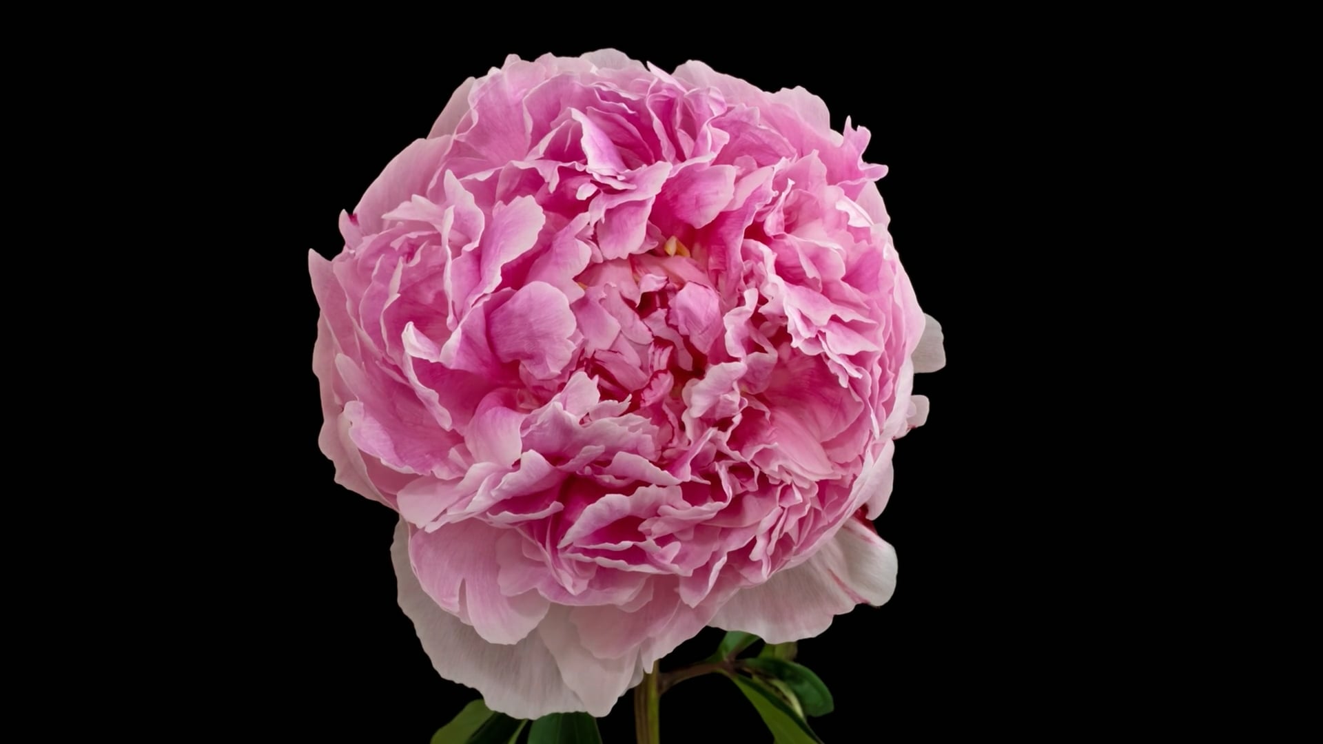 Peony flowers blooming in spectacular timelapse footage