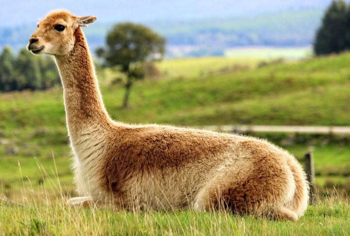 10 wildlife species that call the Andes Mountains home
