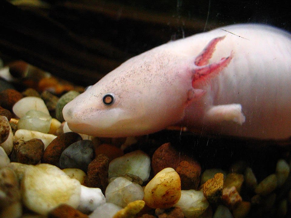 10 exotic animals you can legally own as pets