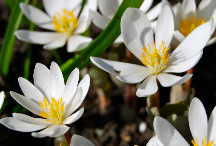 10 stunning plants to transform the shady spots in your garden