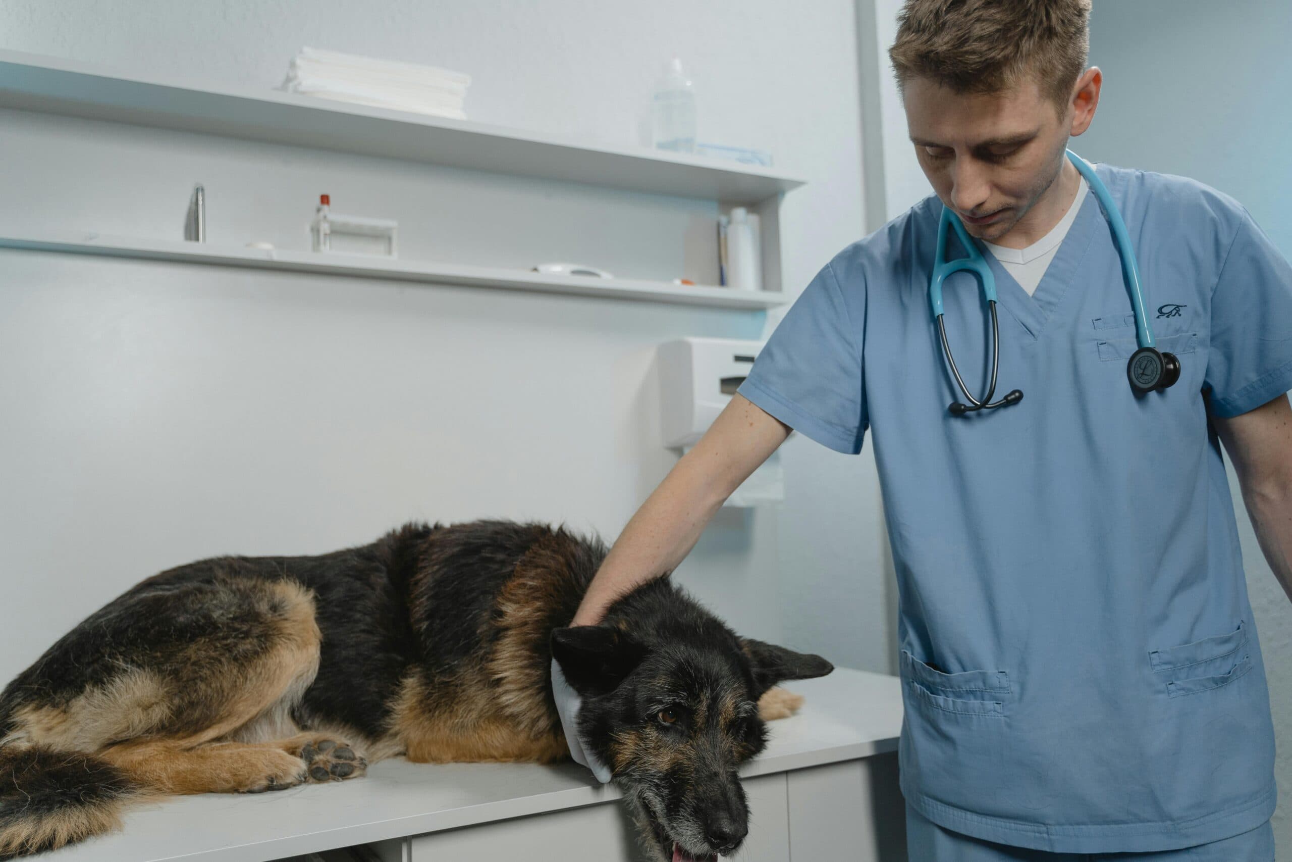 10 pet habits that quietly double your vet bill over a year