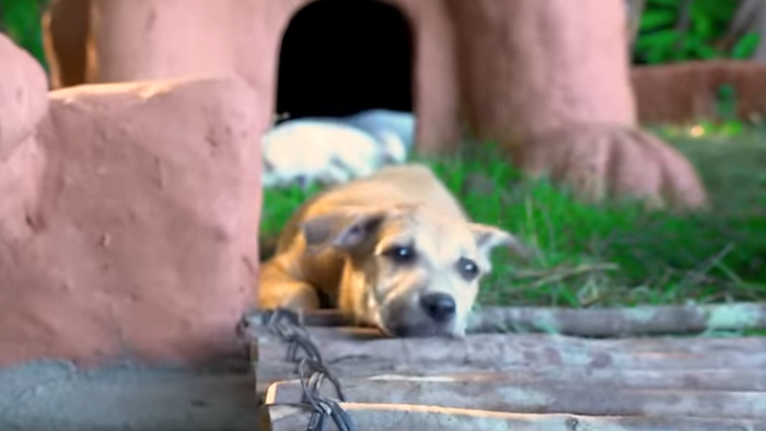 Watch cold, hungry puppies find a safe mud home and water pool