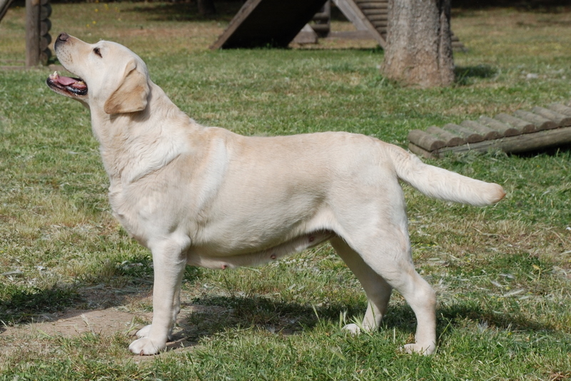 15 dog breeds that get depressed if you leave them alone
