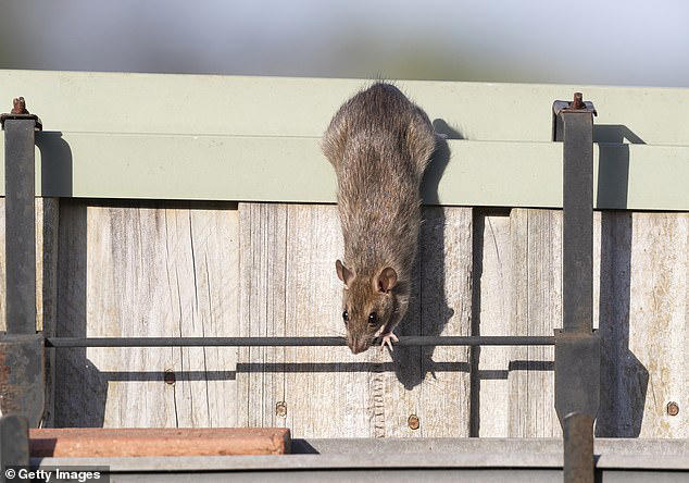 Is your garden a 'safe haven' for rats? Experts reveal secret nesting ...