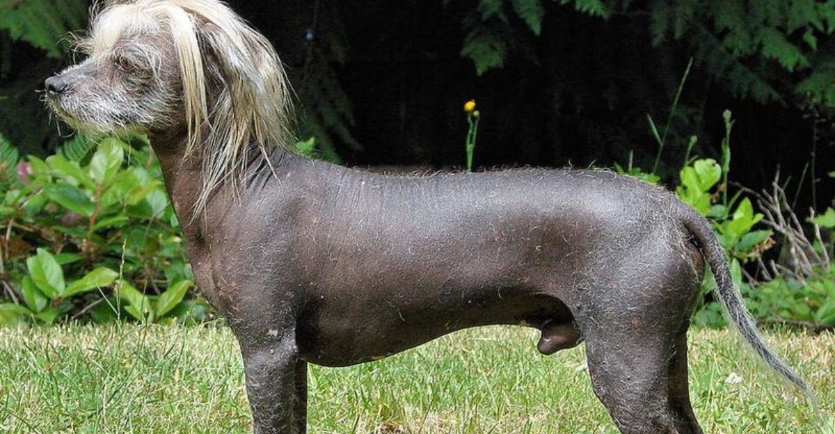 13 dogs that read their owner's body language better than commands