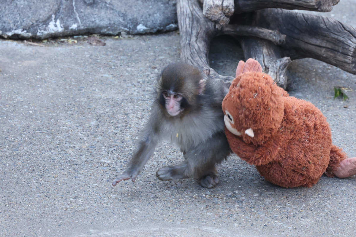 Meet Punch the Monkey: Abandoned baby macaque finds love and support online