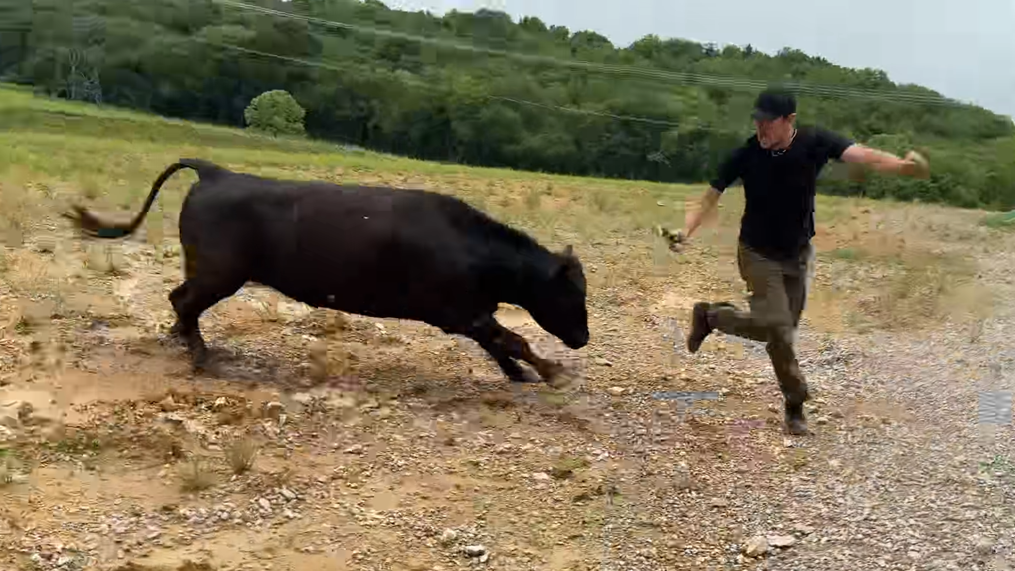 Watch what happens when a man comes too close to a rabid cow