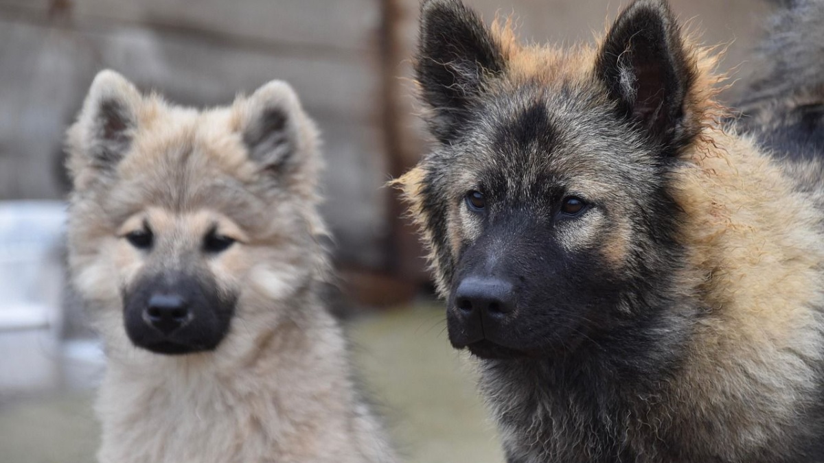 How to prevent dog aggression and encourage friendly social behavior