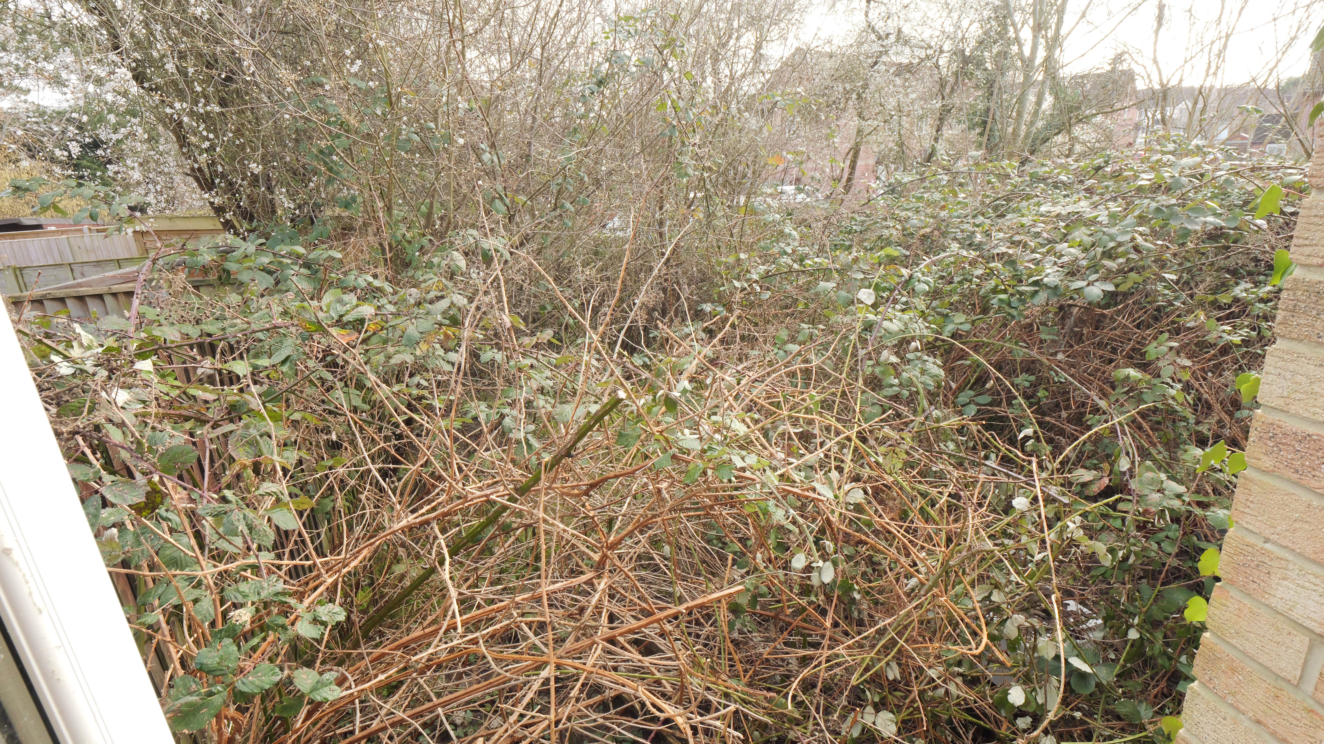 Garden buried under trees and brambles finally cleared