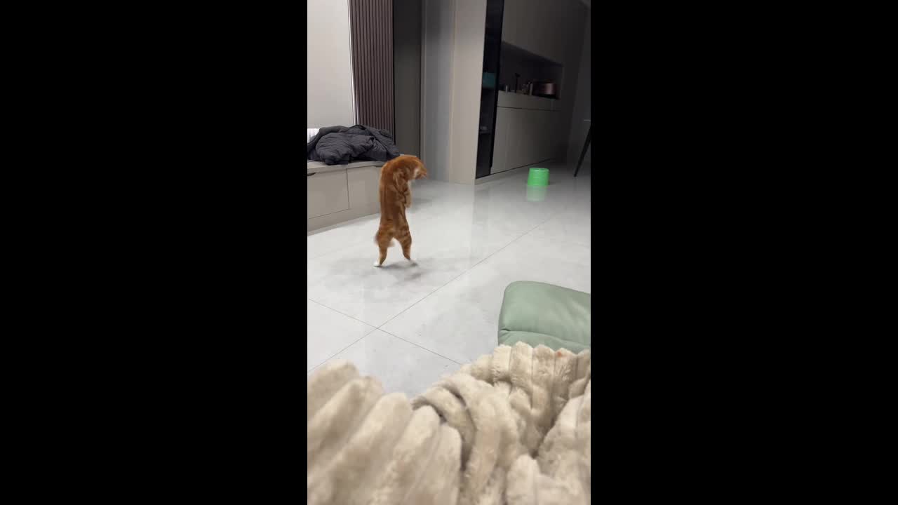 Curious orange cat walks on hind legs in living room in Hubei, China