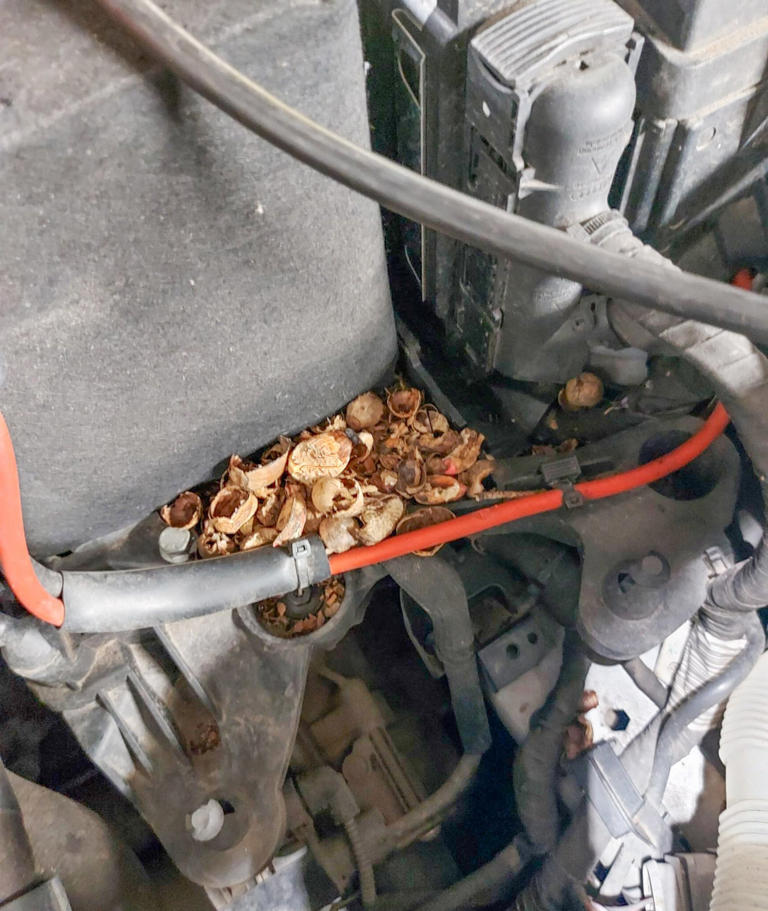 Scheming squirrels bemuse drivers after stashing their acorns in car ...