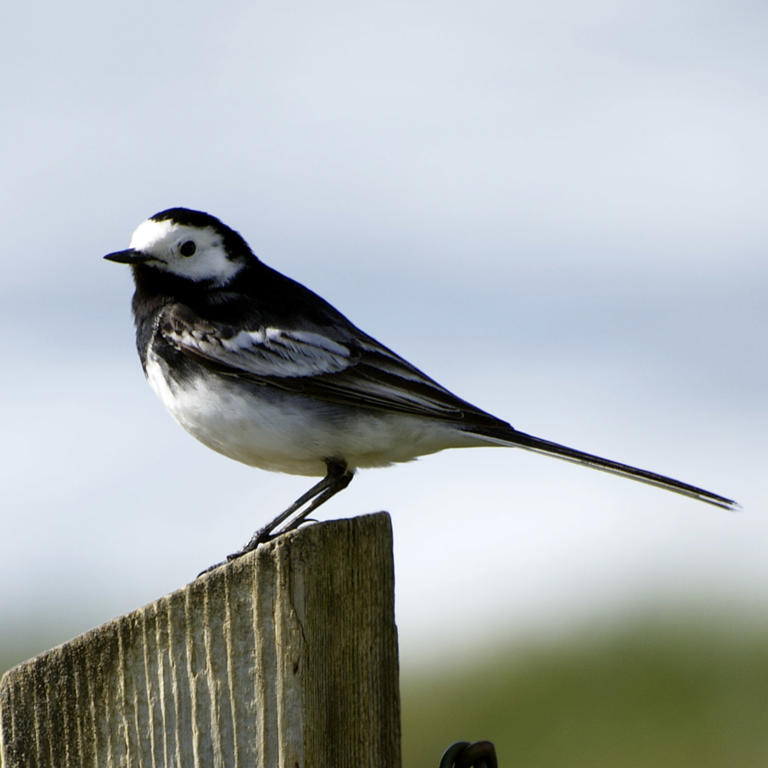Pied wagtails will flock to your garden if you add these simple ...