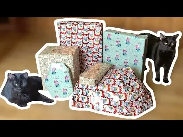 Testing crazy cat toys & gadgets