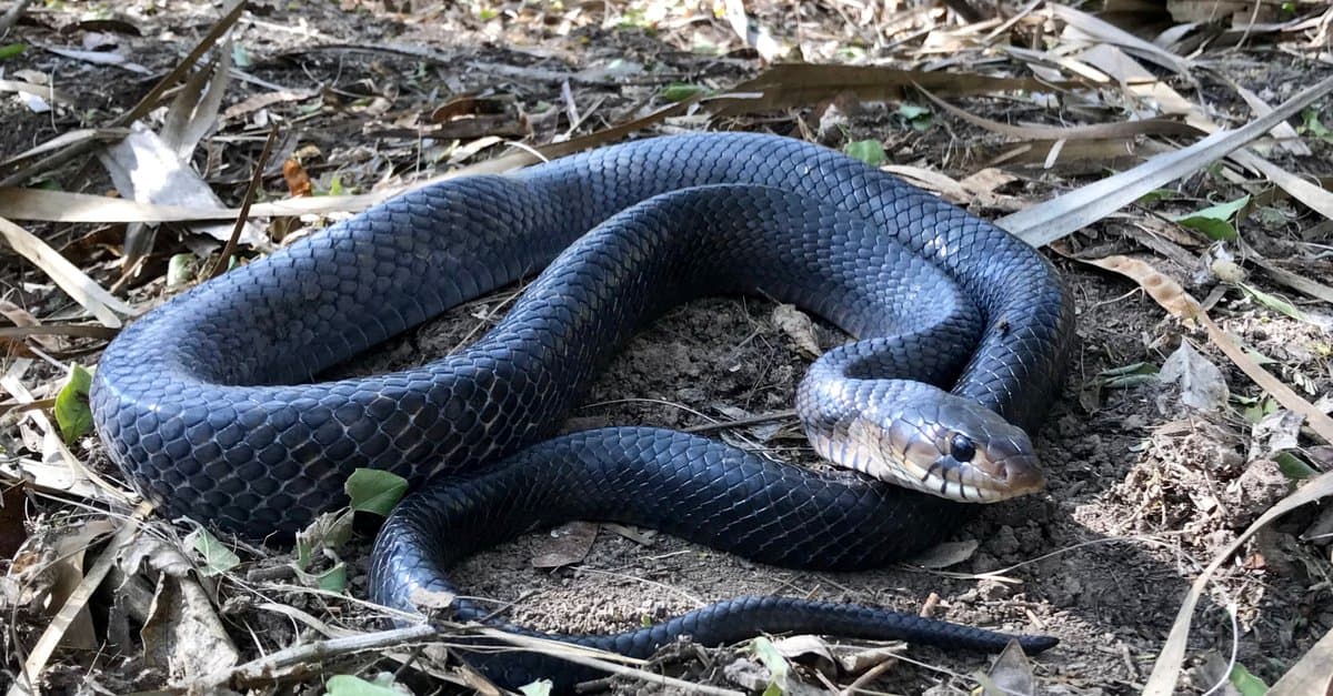 8 black snakes found in Texas (only one is venomous)