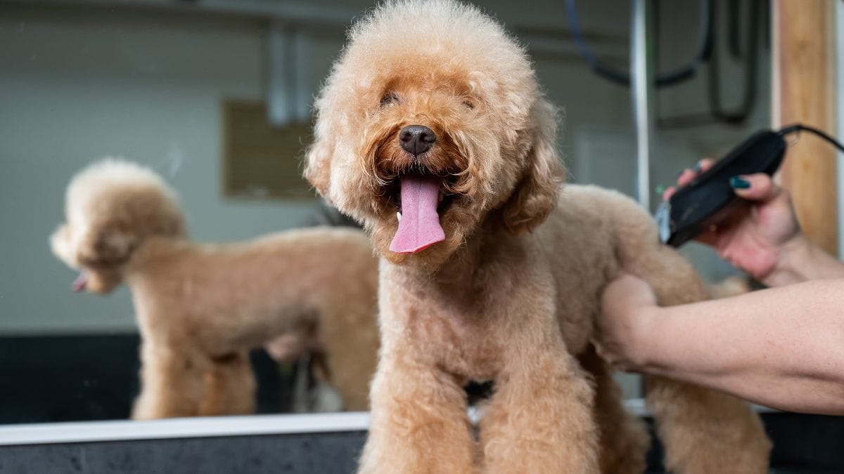 What on earth is this?: Owner drops her poodle at the groomer's, and it ...