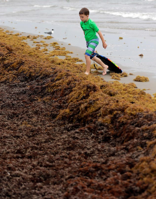Record sargassum seaweed swamps Caribbean, US beaches