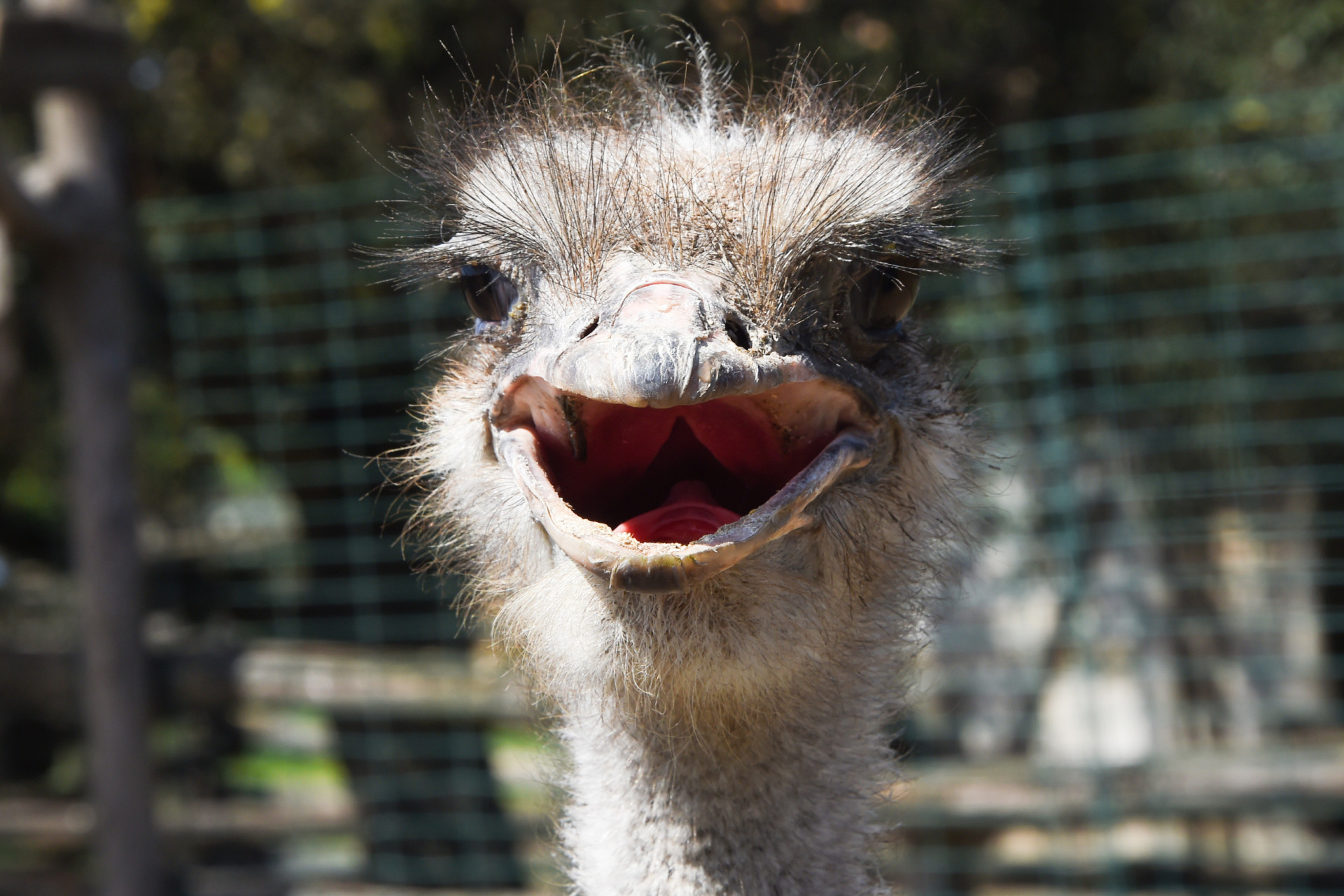 The 30 loudest animals in the world