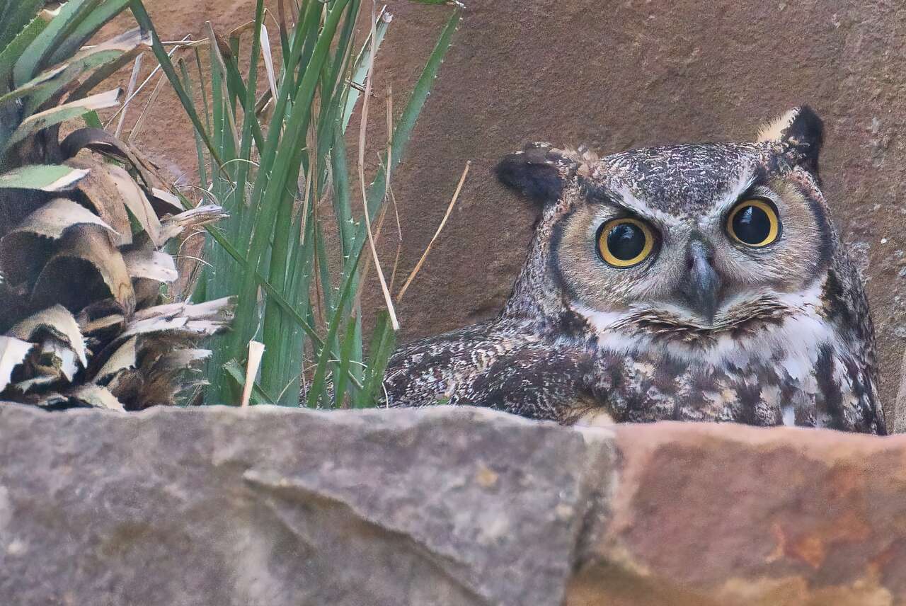 Austin owl cam goes dark after Athena's owlets die, ending 2026 nesting ...