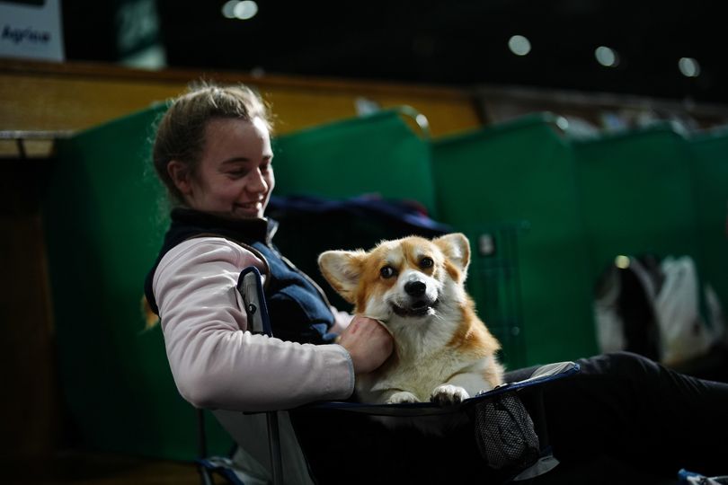 Crufts 2026 day 1 results as working and pastoral group winners announced