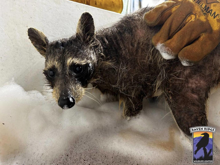 Frostbitten animal shivers on city sidewalk — then kind neighbors step in