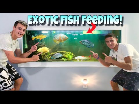 Feeding all the exotic fish! (Crazy)
