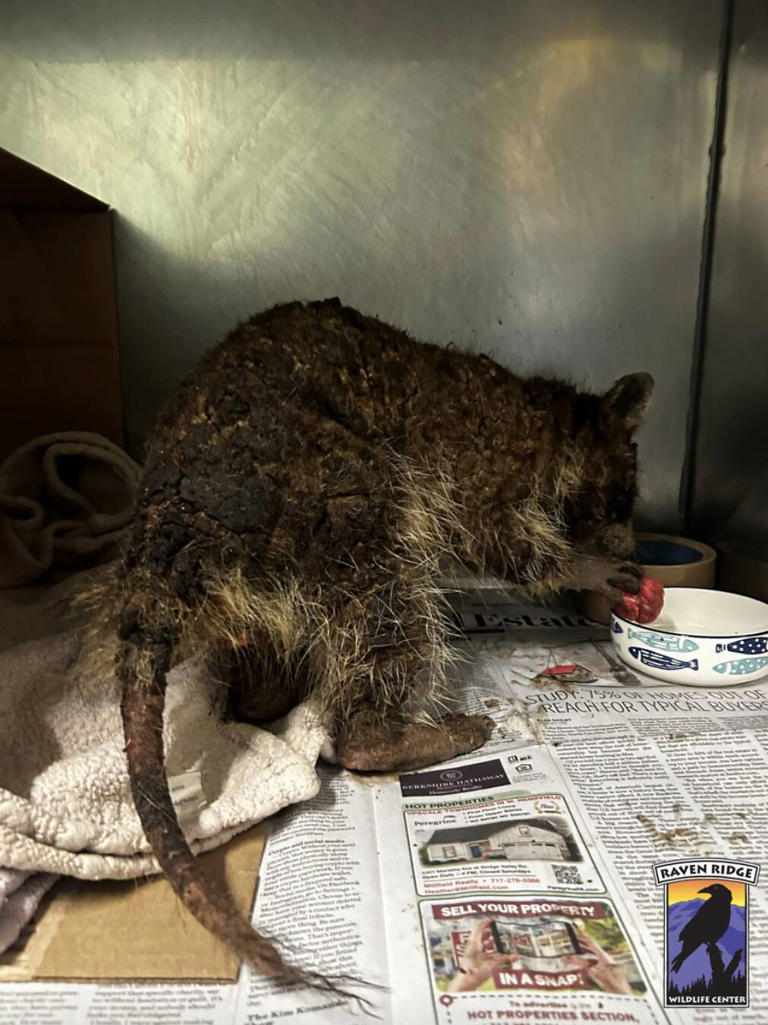 Frostbitten animal shivers on city sidewalk — then kind neighbors step in