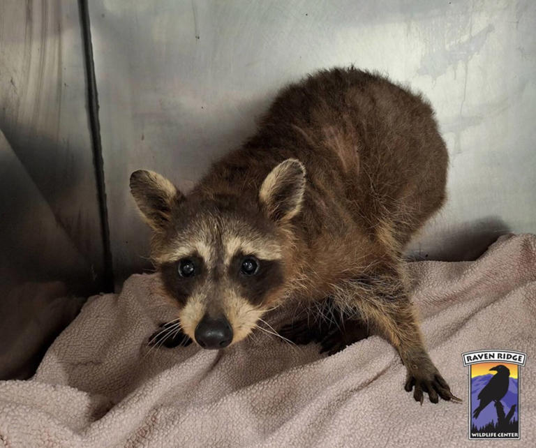Frostbitten animal shivers on city sidewalk — then kind neighbors step in