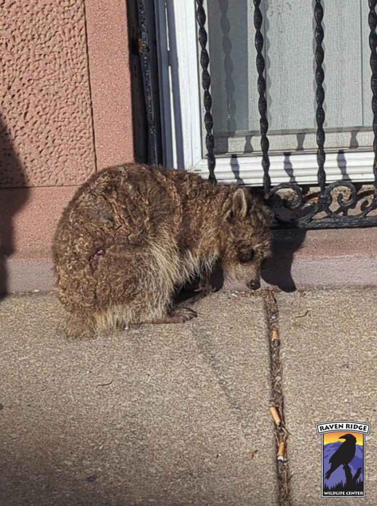 Frostbitten animal shivers on city sidewalk — then kind neighbors step in