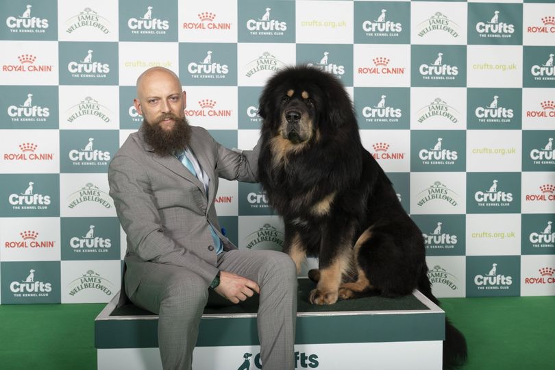Crufts 2026 day 1 results as working and pastoral group winners announced