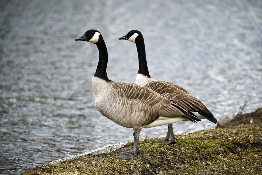Iowa man arrested for allegedly striking geese with truck on purpose