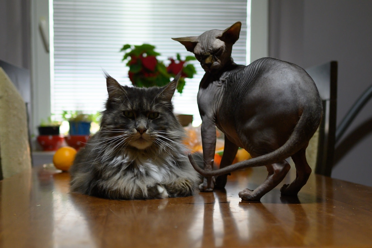 Fluffy Maine Coon shares his fur with chilly Sphynx kitten