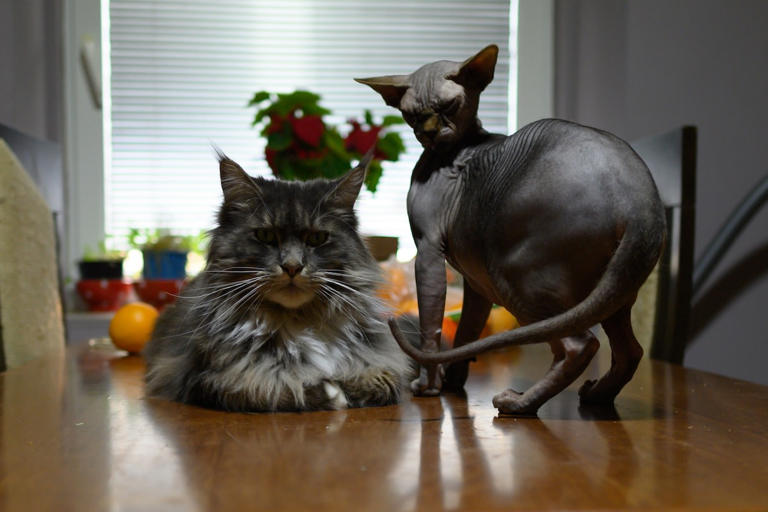 Fluffy Maine Coon shares his fur with chilly Sphynx kitten