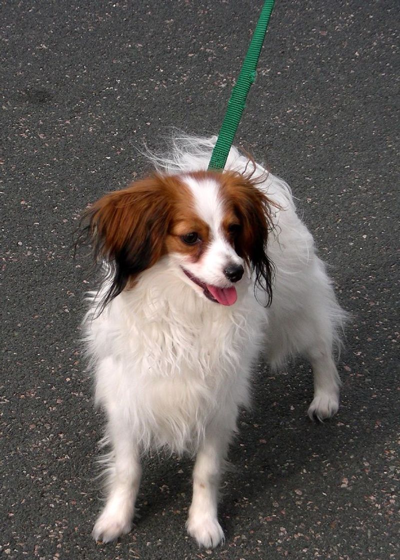 13 dogs that read their owner's body language better than commands