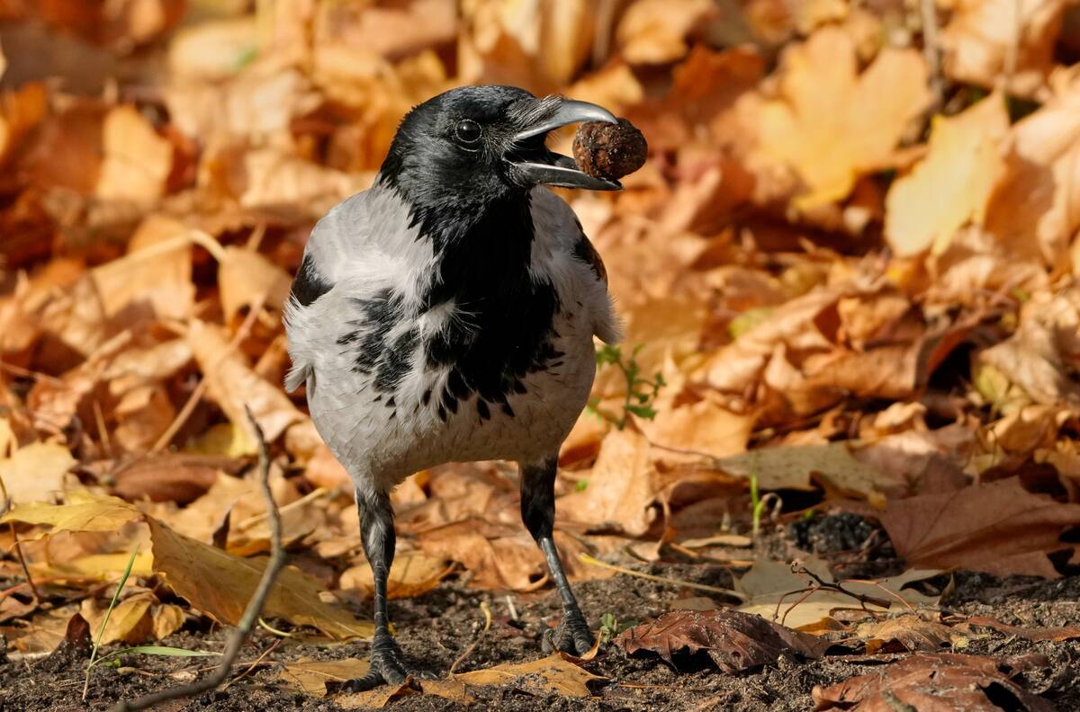 Birds that collect shiny objects for their nests