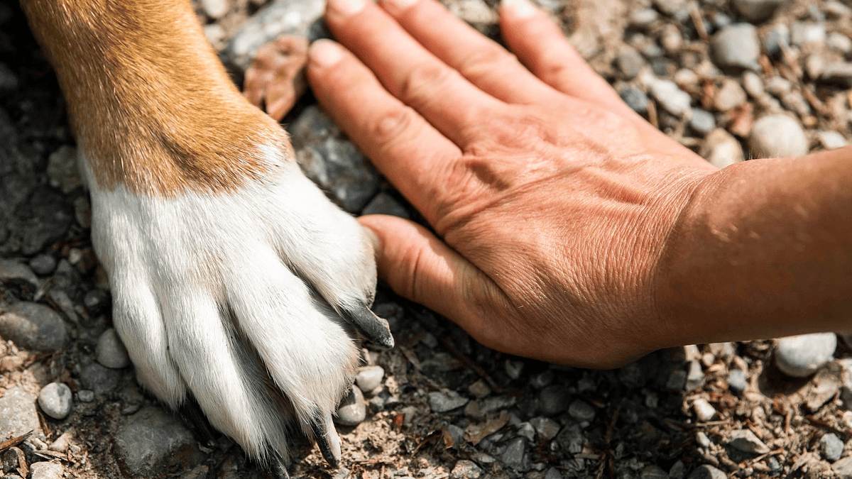 15 things a dog will do for you before you cross the rainbow bridge