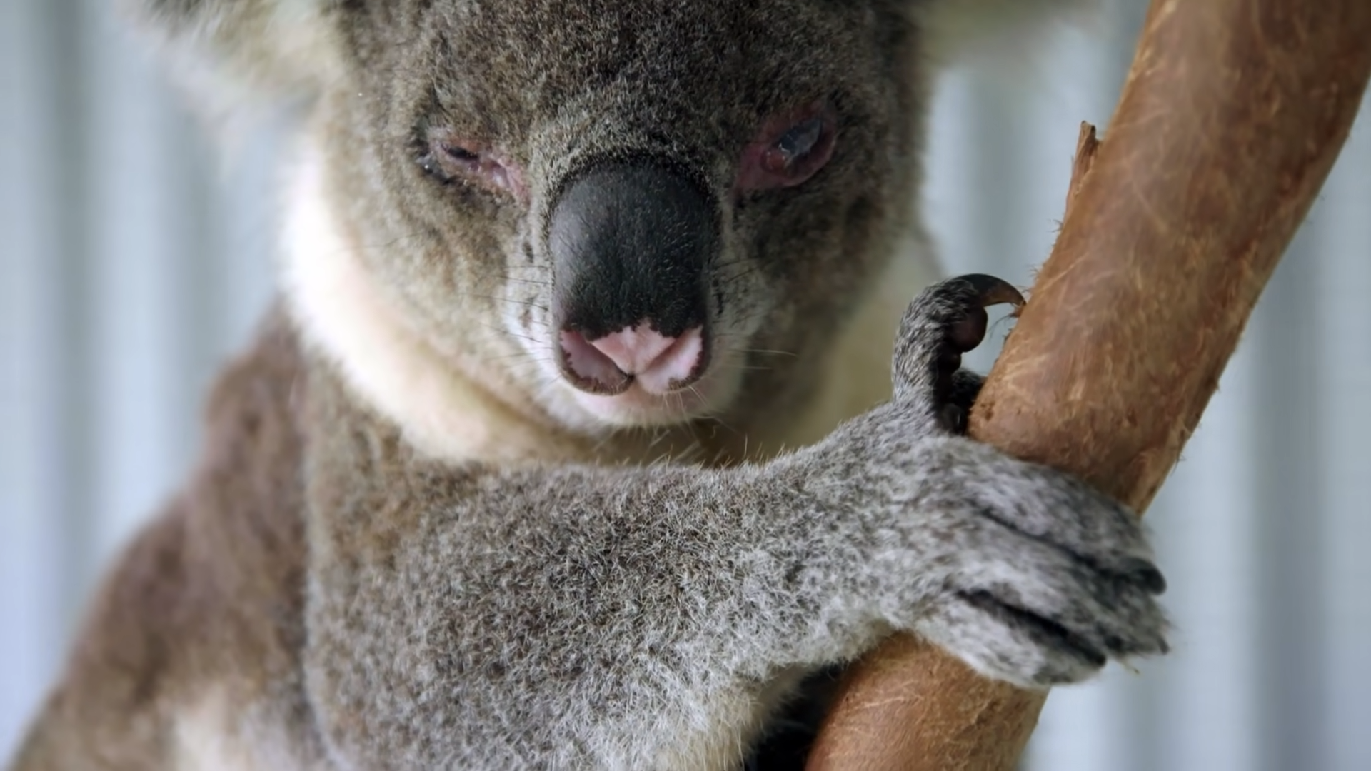 Koala faces his darkest moment – and shows incredible will to live