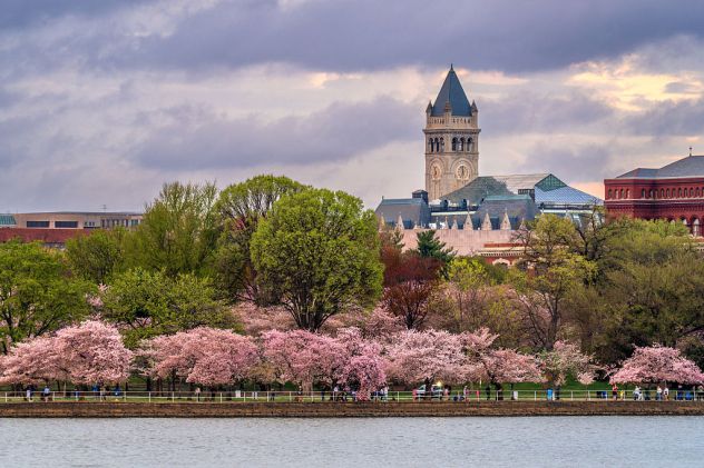 When will DC cherry blossoms reach peak bloom? 2026 forecast released