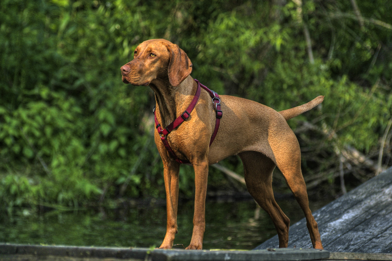 9 dogs that need to be with you all the time